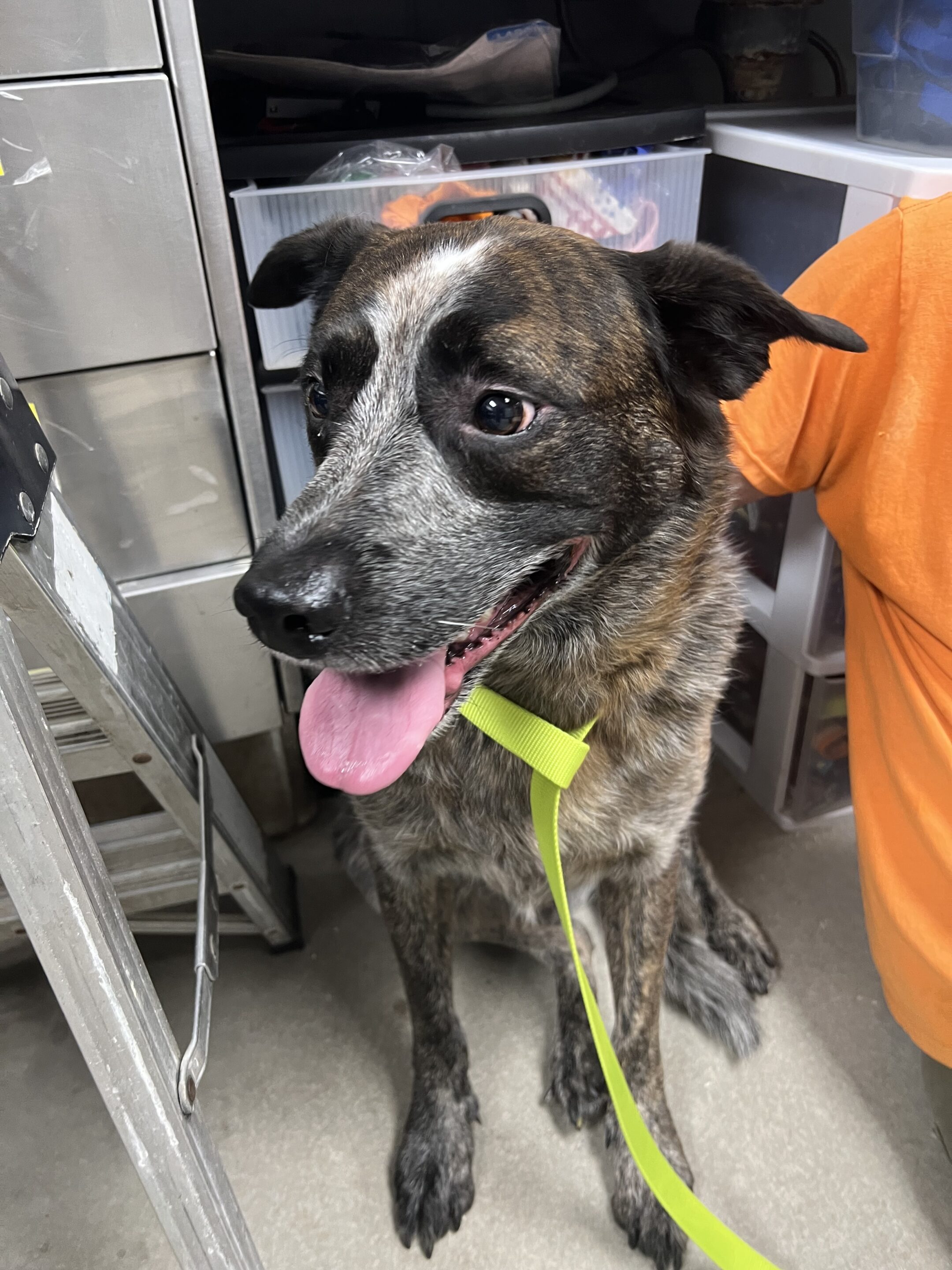 47462179 - Winnebago County Animal Services